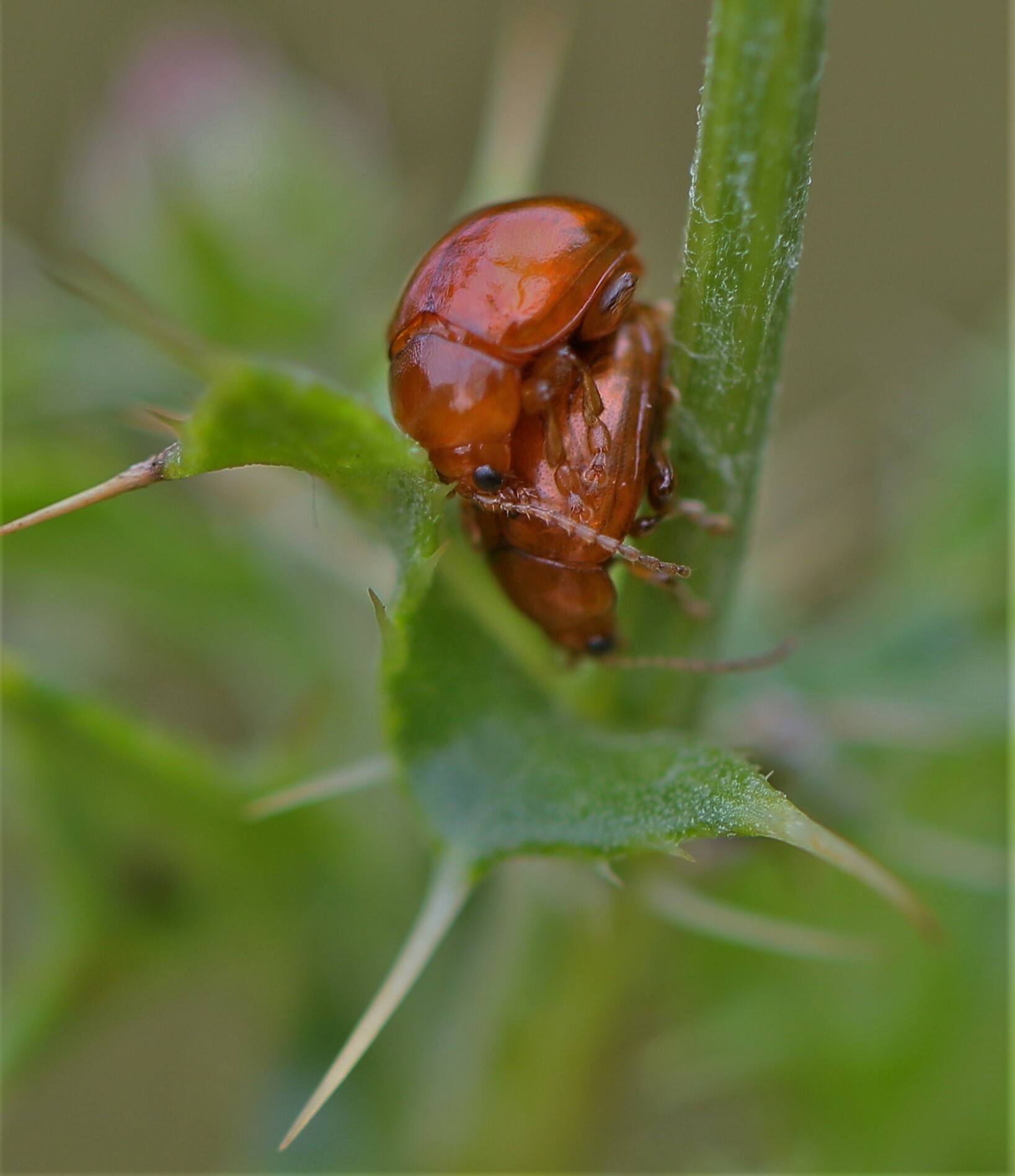 Sphaeroderma testaceum (Fabricius, 1775)