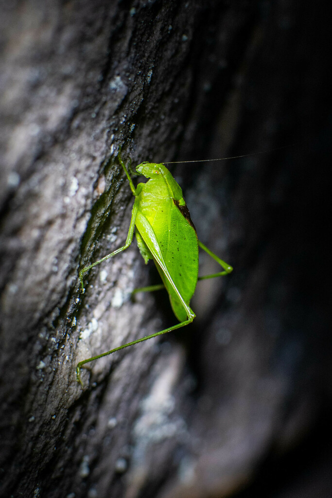 Oblong-winged Katydid from Washington County, VA, USA on August 17 ...