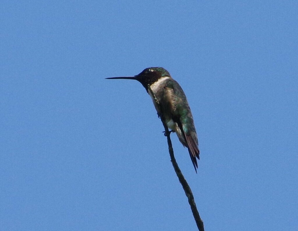 Ruby-throated Hummingbird from Montgomery County, PA, USA on June 26 ...