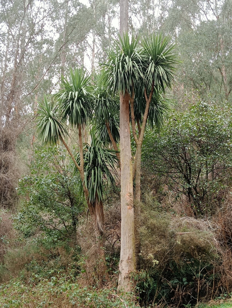 New Zealand cabbage tree from Evansdale, New Zealand on August 21, 2022 ...