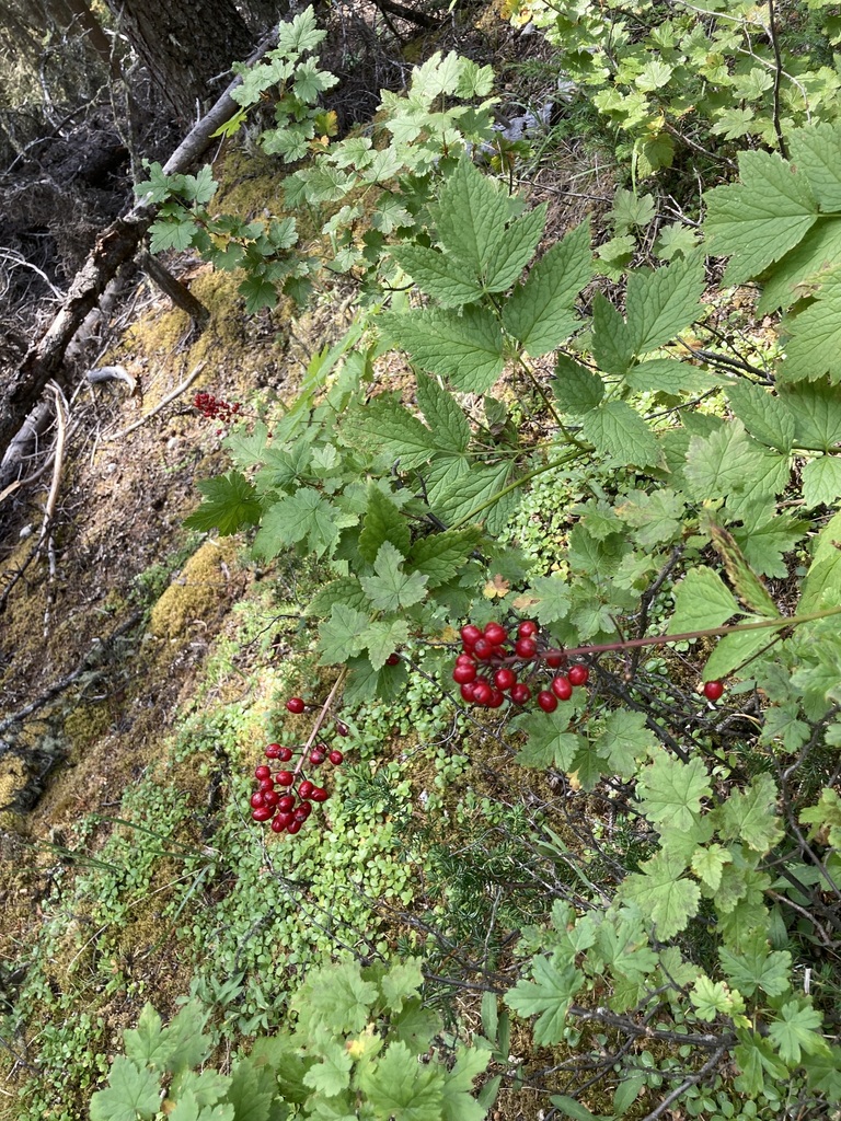 red baneberry from Improvement District No. 9, AB T0L, Canada on August ...