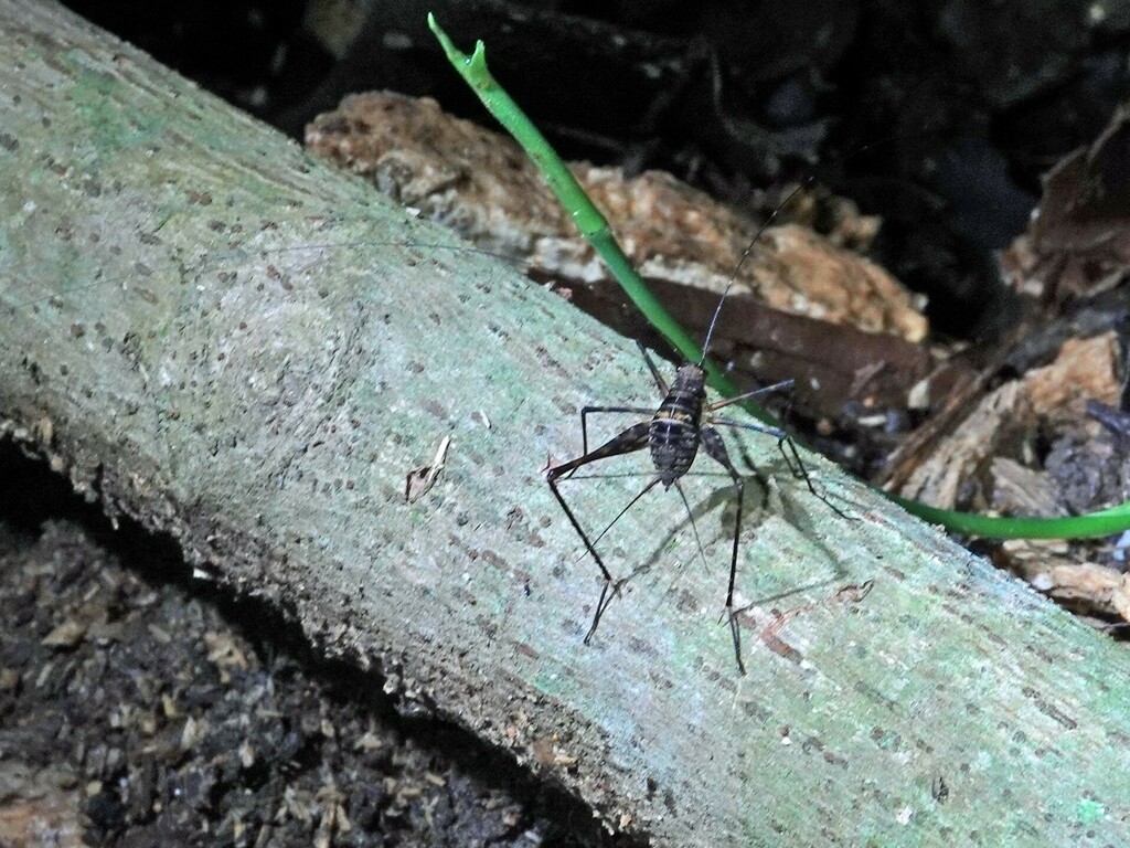 Spider Crickets and Allies from Alajuela Province, San Carlos, Costa ...