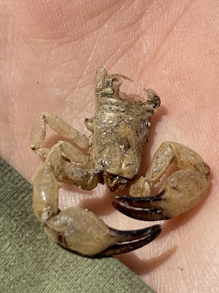 Eastern Swollenstinger Scorpion from Eureka, NV, US on August 21, 2022 ...
