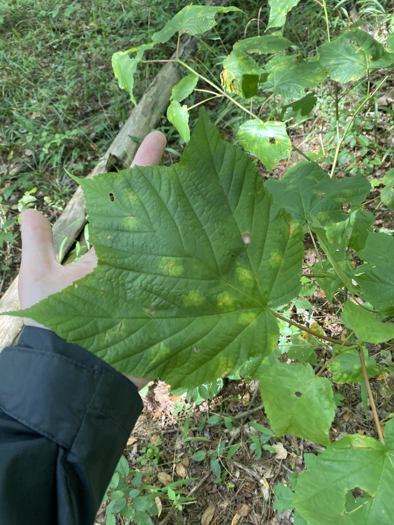 striped maple from Somerset County, US-PA, US on August 21, 2022 at 03: ...