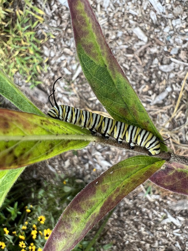 Monarch from Bald Eagle Dr, Fort George G Meade, MD, US on August 21 ...