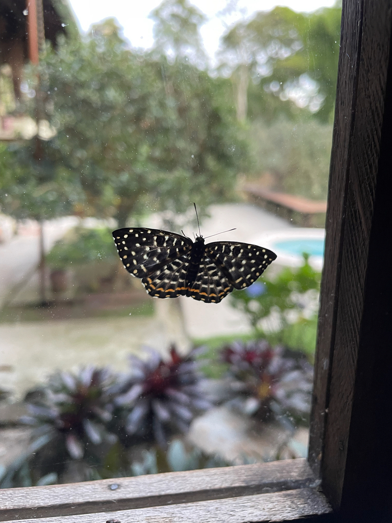 Napaea from Armenia on August 21, 2022 at 05:28 PM by sirixx · iNaturalist