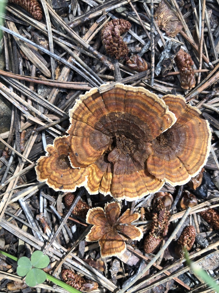 Brown Funnel Polypore from Yavapai County, US-AZ, US on August 21, 2022 ...