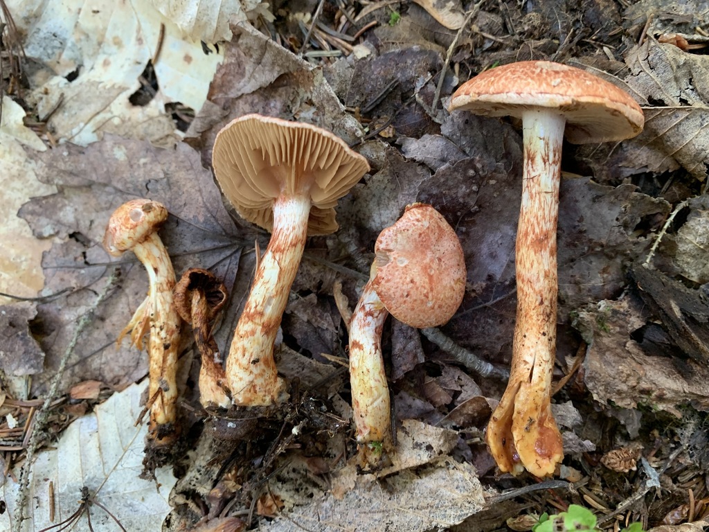 dappled webcap from Northumberland County, NB, Canada on August 20 ...