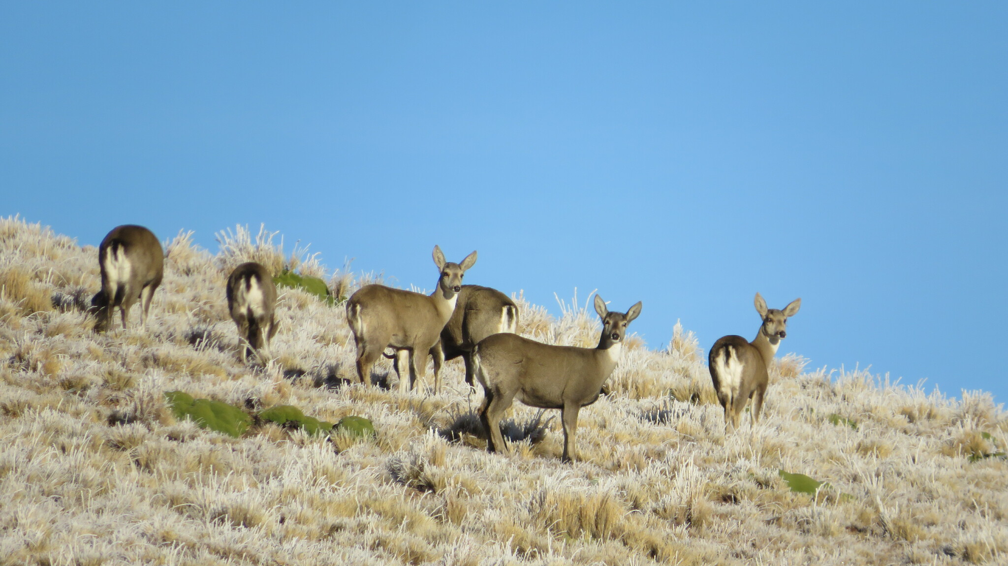 Hippocamelus antisensis (d'Orbigny, 1834)