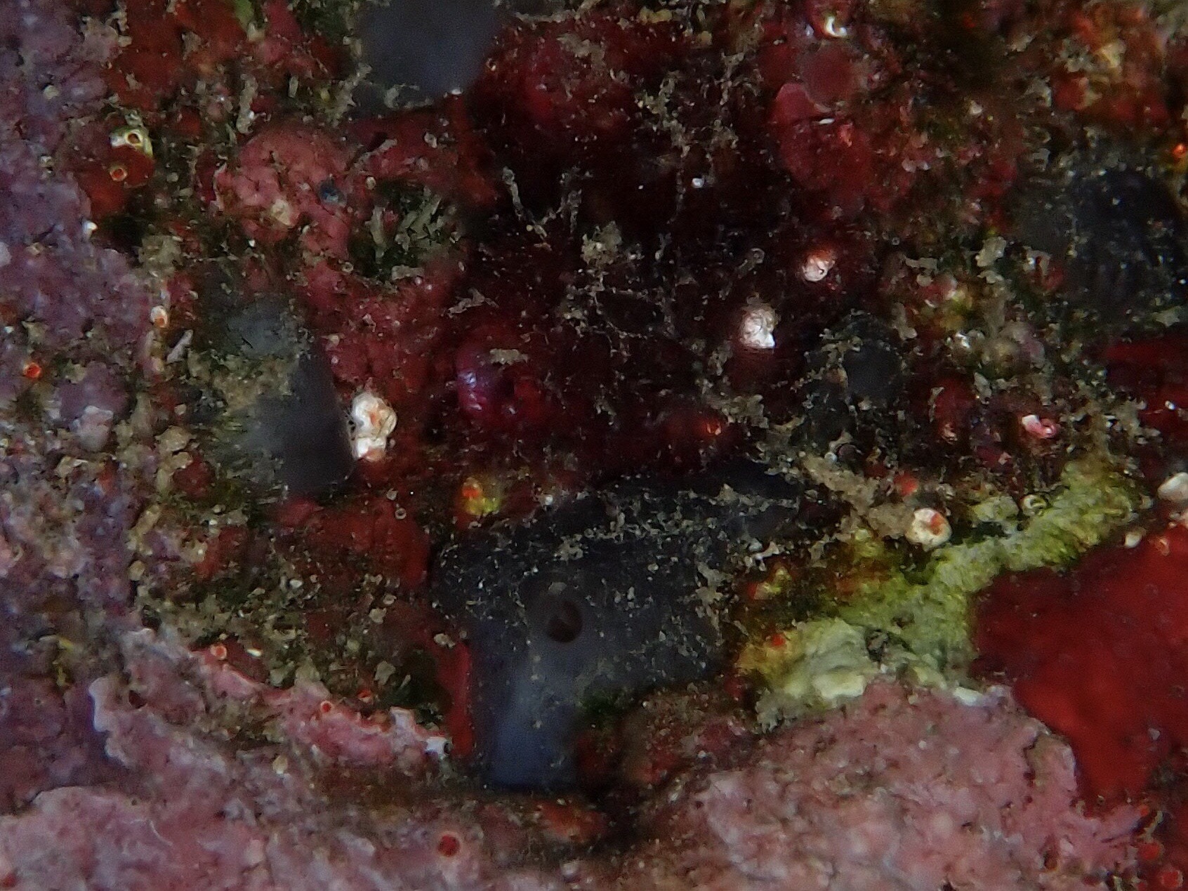 Mycale cecilia de Laubenfels, 1936