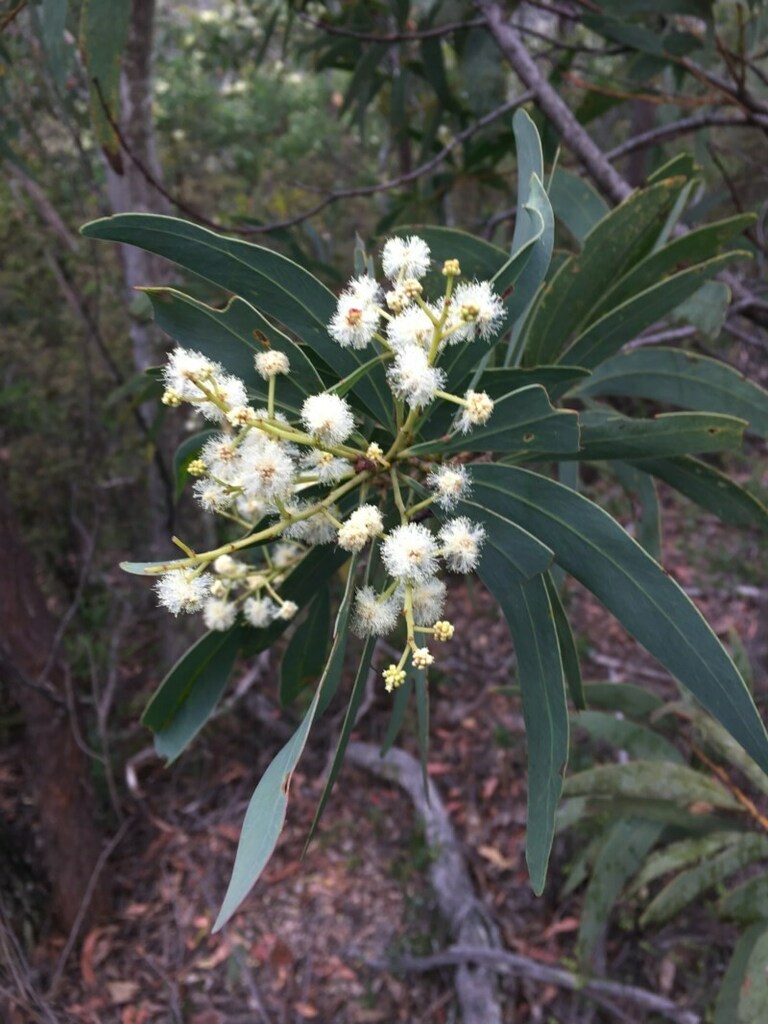 Large-leaf Hickory-wattle (Acacia falciformis) - Botanical Realm