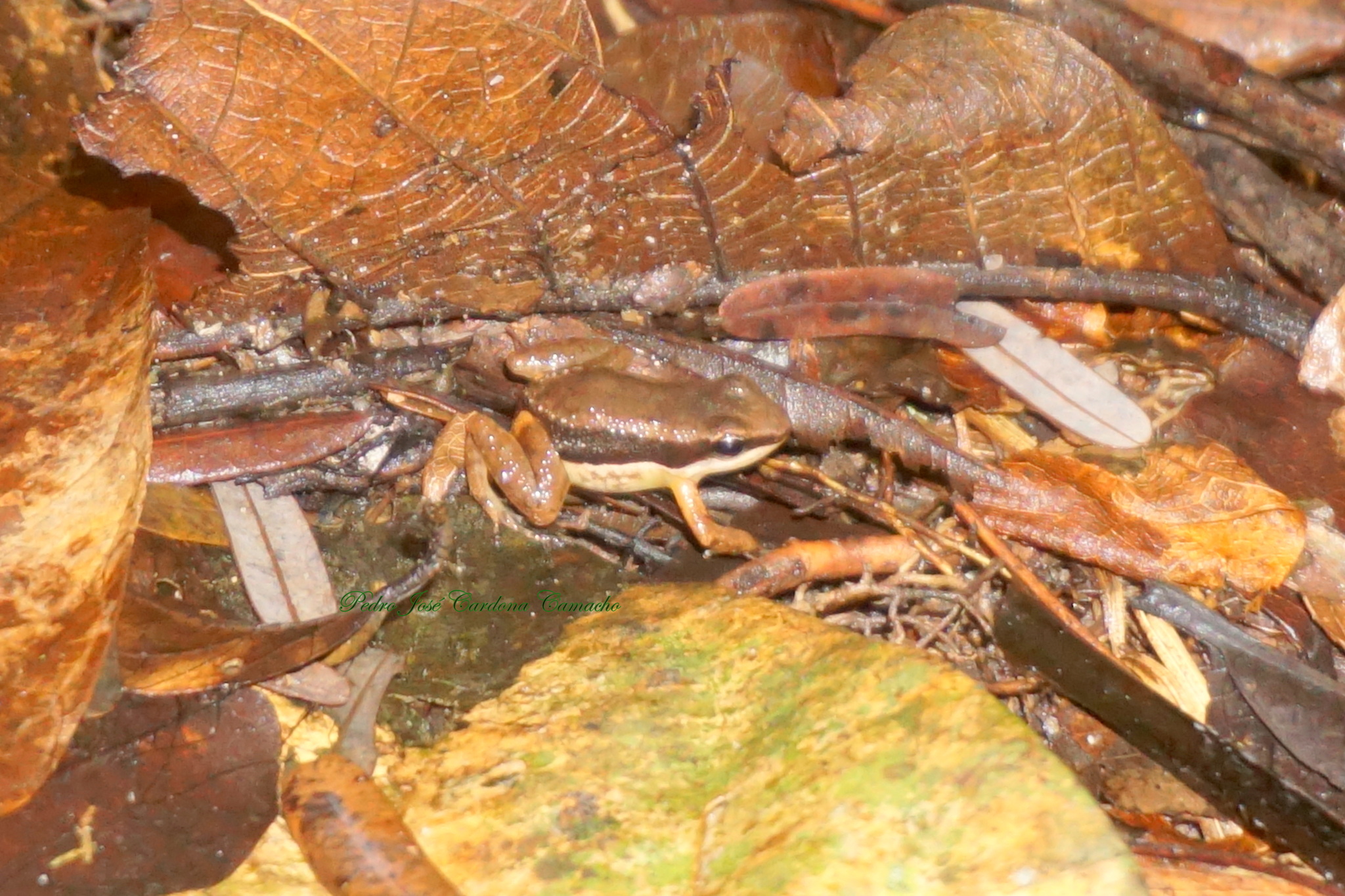 Allobates niputidea Grant, Acosta-Galvis & Rada, 2007