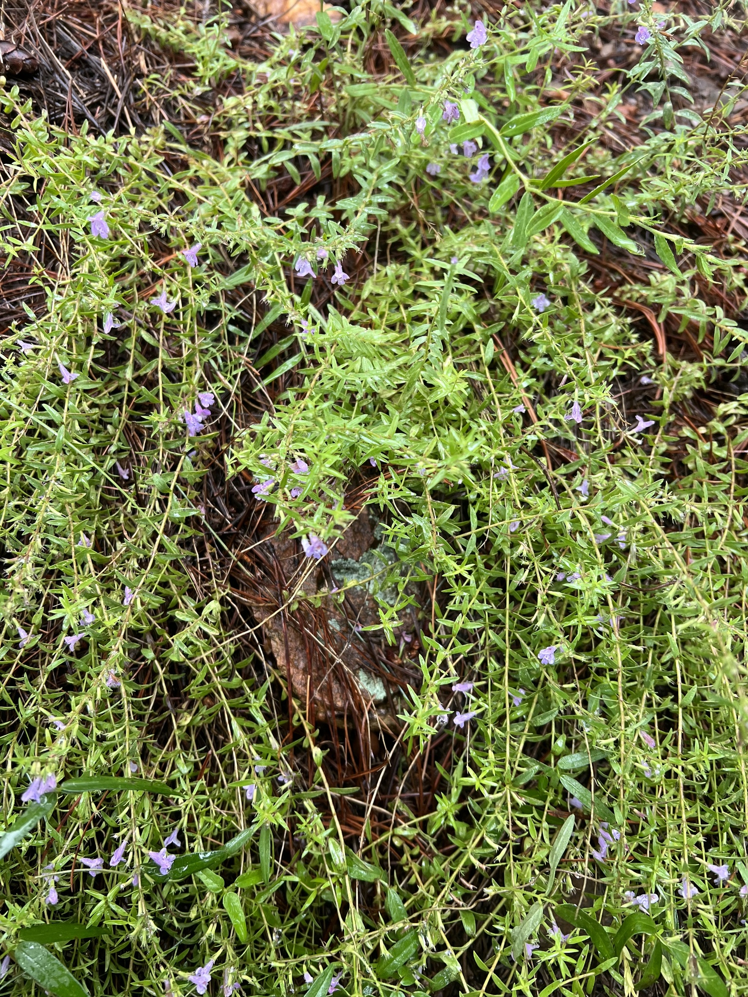 Hedeoma hyssopifolia A.Gray