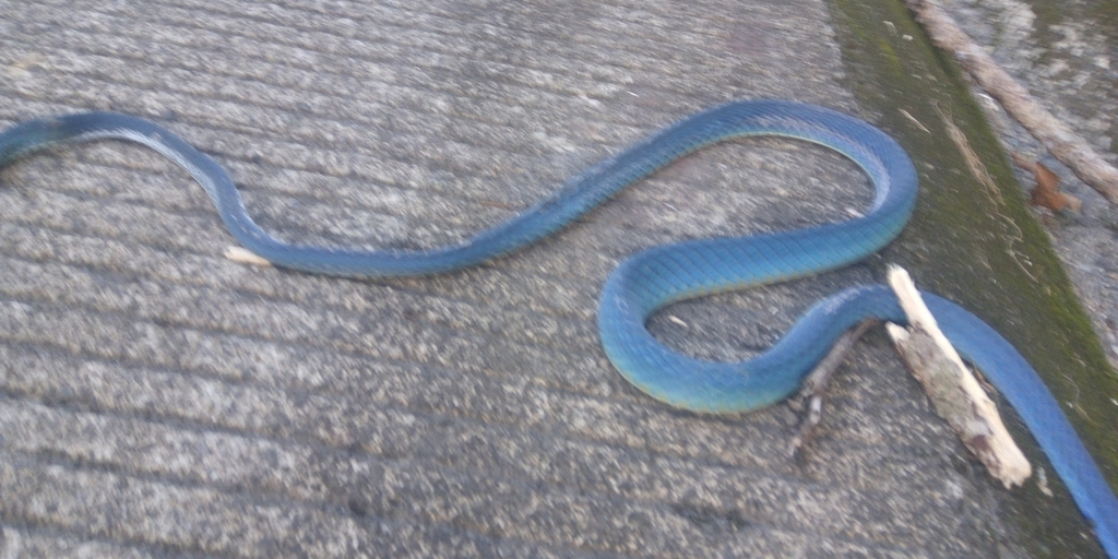 Colubrine Snakes from Orito, CO-PU, CO on August 18, 2022 at 05:29 PM ...
