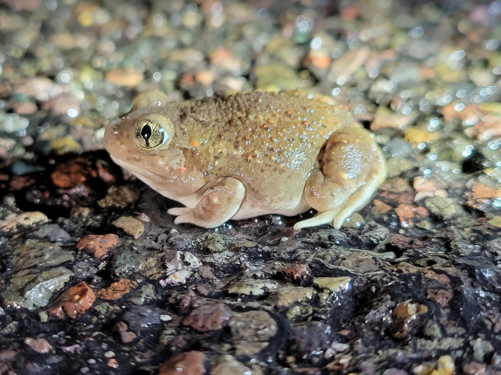 Western Spadefoot Toads from San Simon, AZ 85632, USA on August 19 ...