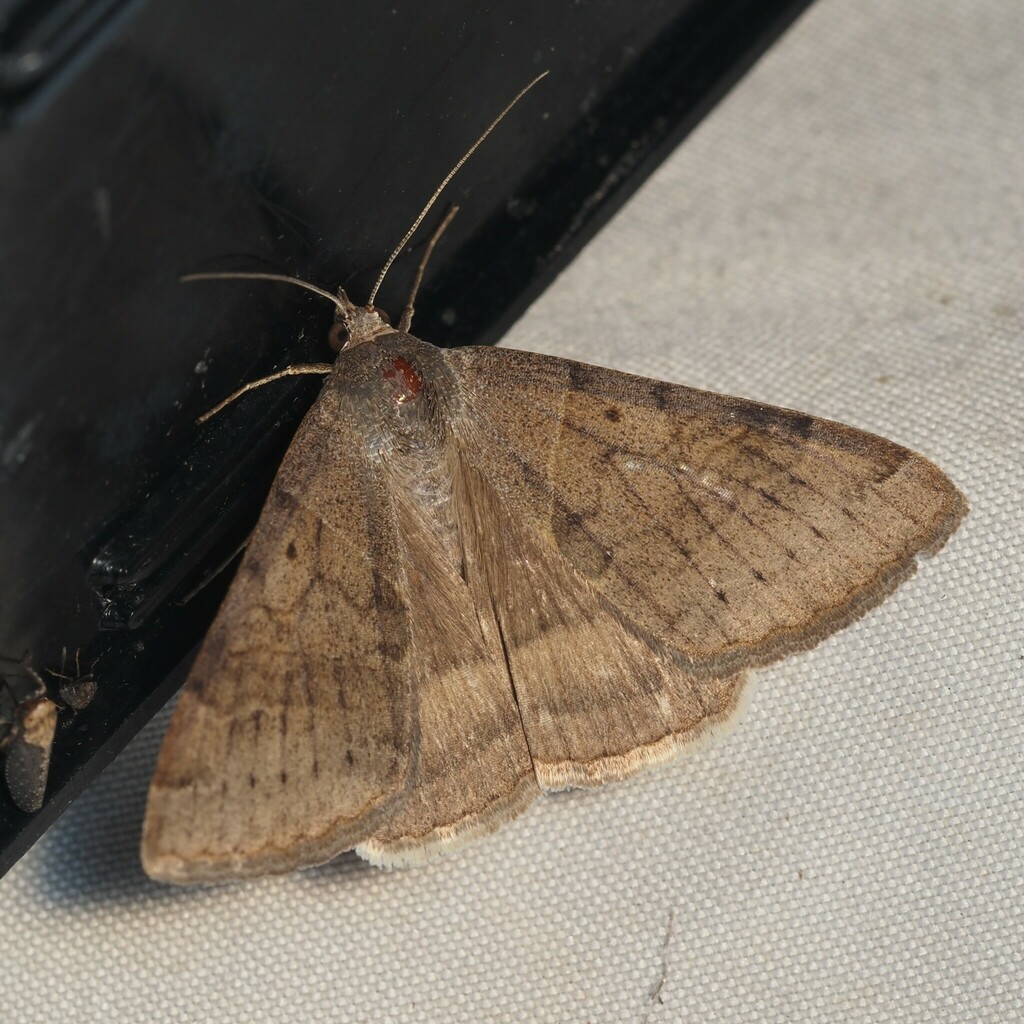 Butterflies and Moths from Somervell County, TX, USA on August 20, 2022 ...