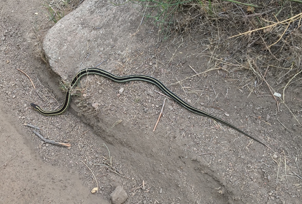 Valley Garter Snake from Boise National Forest, Boise, ID, US on August ...