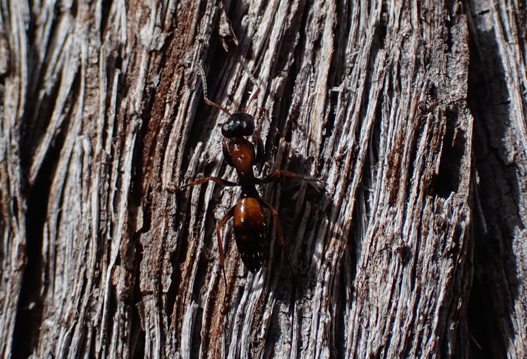 Painted Strobe Ant from Kobble Creek QLD 4520, Australia on August 22 ...