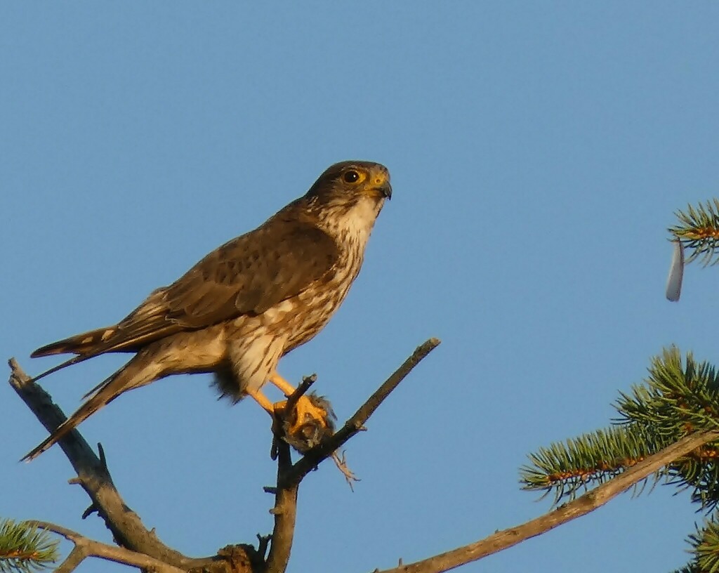 Taiga Merlin from 2580 Romig Rd, Akron, OH 44320, USA on August 11 ...