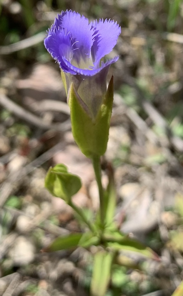 lesser fringed gentian from Elbert Rd, Peyton, CO, US on August 21 ...
