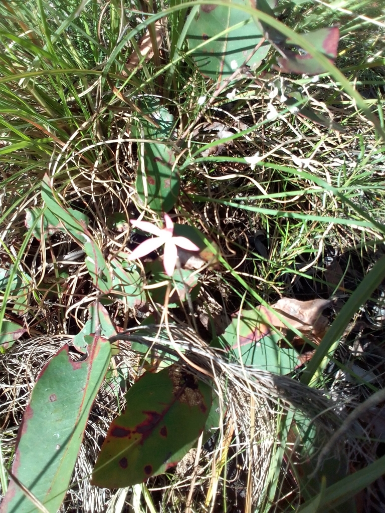 Pink Lady Fingers in August 2022 by Ted Johansen · iNaturalist