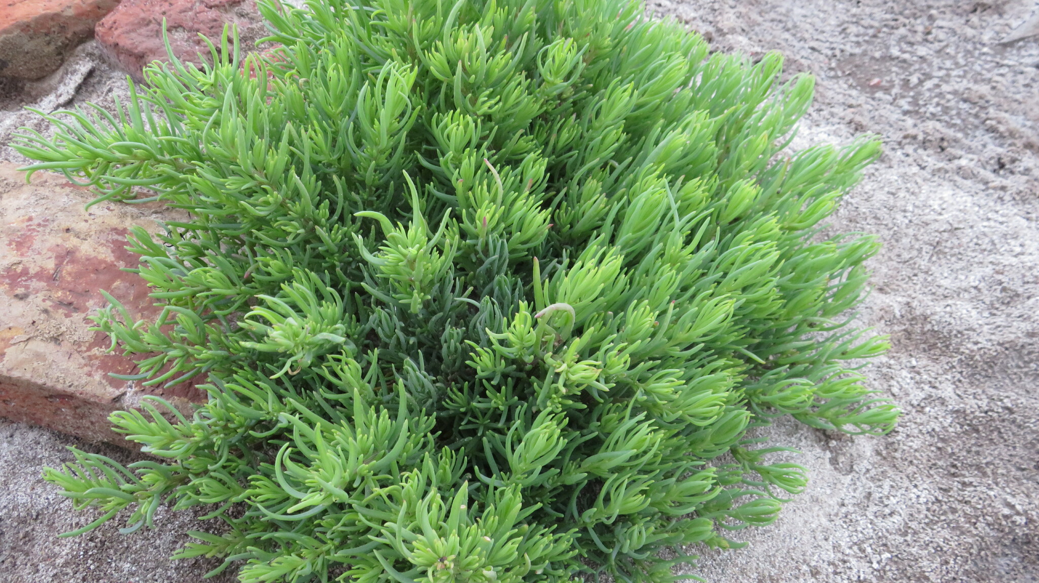 Suaeda patagonica Speg.