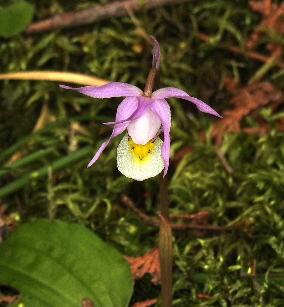 Eastern Fairy-slipper in May 2022 by Michael Kielb · iNaturalist