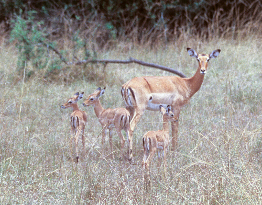 Common Impala from Kabale, Uganda on March 06, 2003 at 12:30 PM by ...