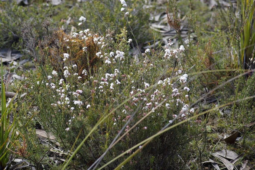 common beard-heath from Anglesea VIC 3230, Australia on August 21, 2022 ...