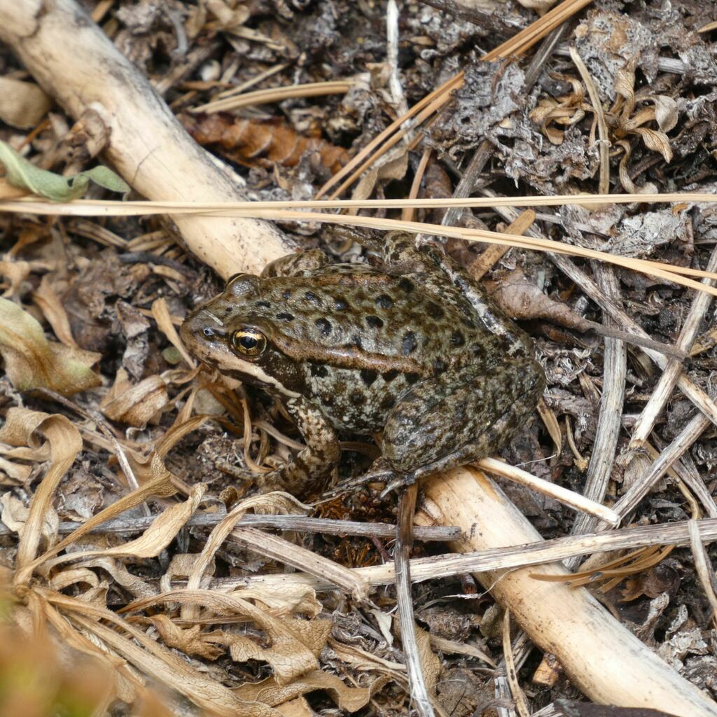 Cascades Frog in August 2022 by renateelster · iNaturalist