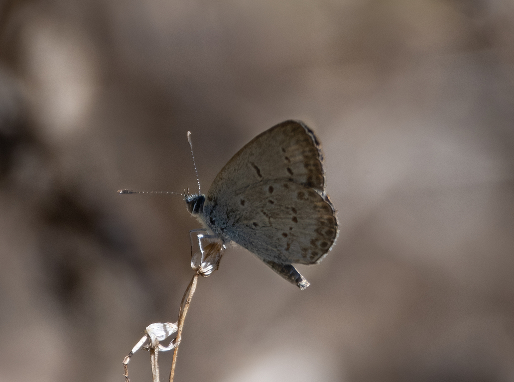Lesser Grass Blue from Aileu, Timor-Leste on August 17, 2022 at 10:13 ...