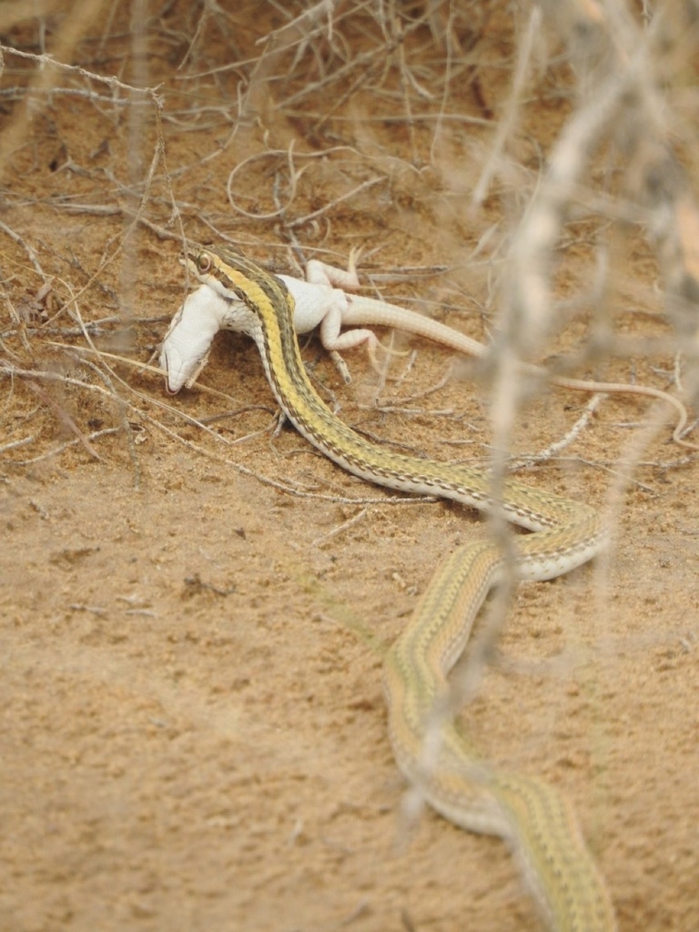 Steppe Ribbon Racer from Xorazm, UZ on April 26, 2022 at 08:39 AM by ...