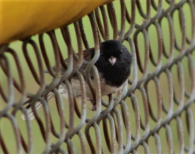 Dark-eyed Junco from Clairemont, San Diego, CA, USA on August 21, 2022 ...