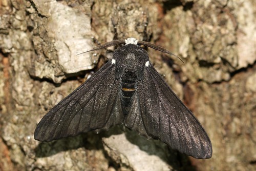 Black-bodied Peppered Moth (Form Biston betularia carbonaria) · iNaturalist