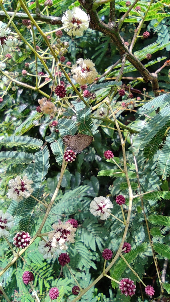 Common Line Blue from 27H4+5G7, Madayi Para, Pazhayangadi, Kerala ...