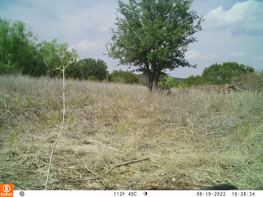 Mammals from Somervell County, TX, USA on August 19, 2022 at 04:38 PM ...
