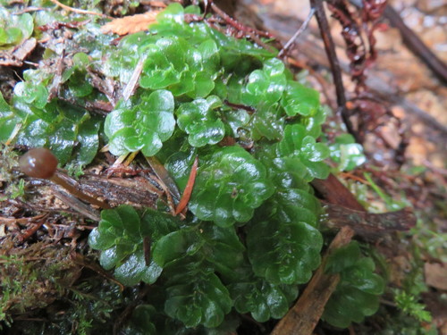 Género Treubia · iNaturalist Mexico