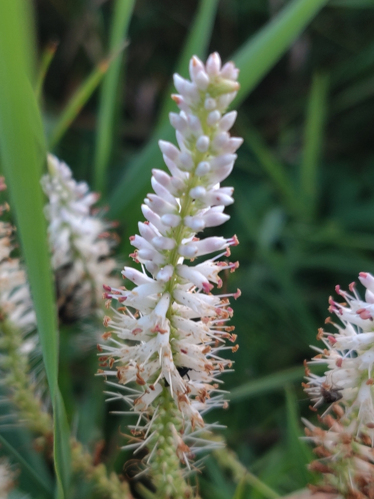 Culver's root from Brillion, WI, USA on August 21, 2022 at 07:30 PM by ...