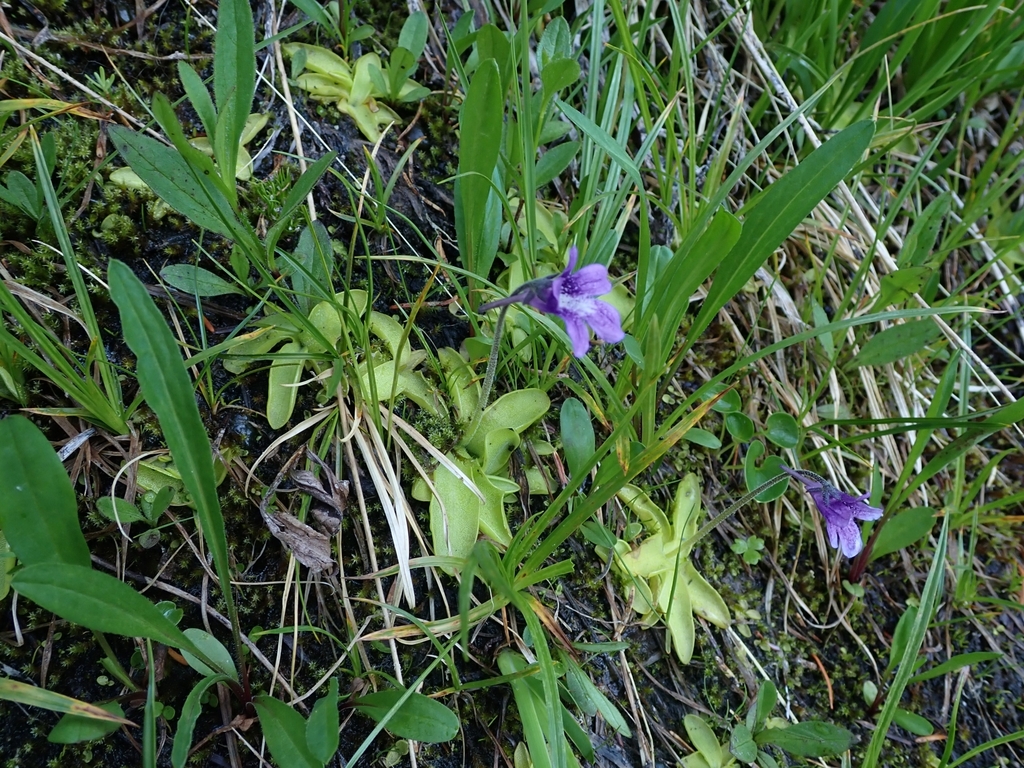 horned butterwort from Ahousat, BC V0R 1A0, Canada on August 18, 2022 ...