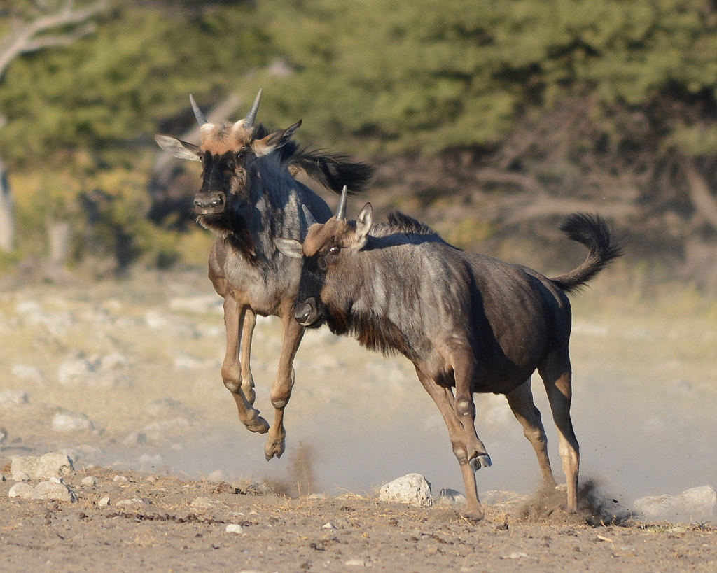 Antelopes, Goats, and Sheep (Antilopinae) - Know Your Mammals