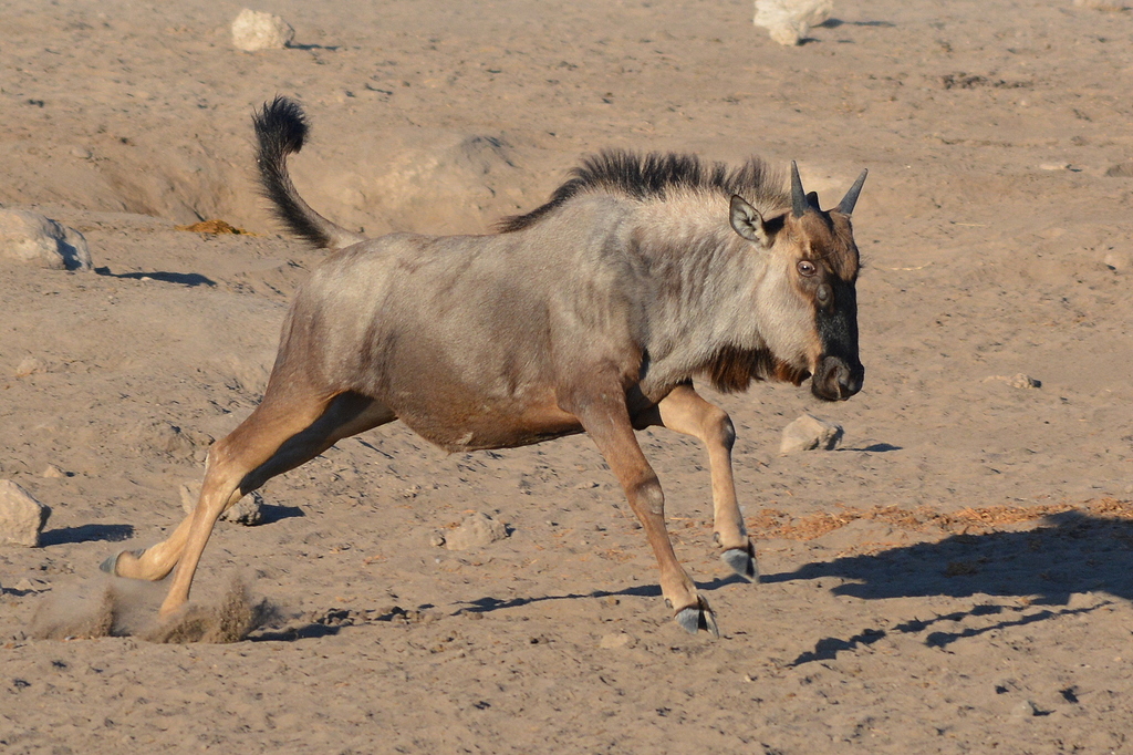 Bovids (Bovidae) - Know Your Mammals