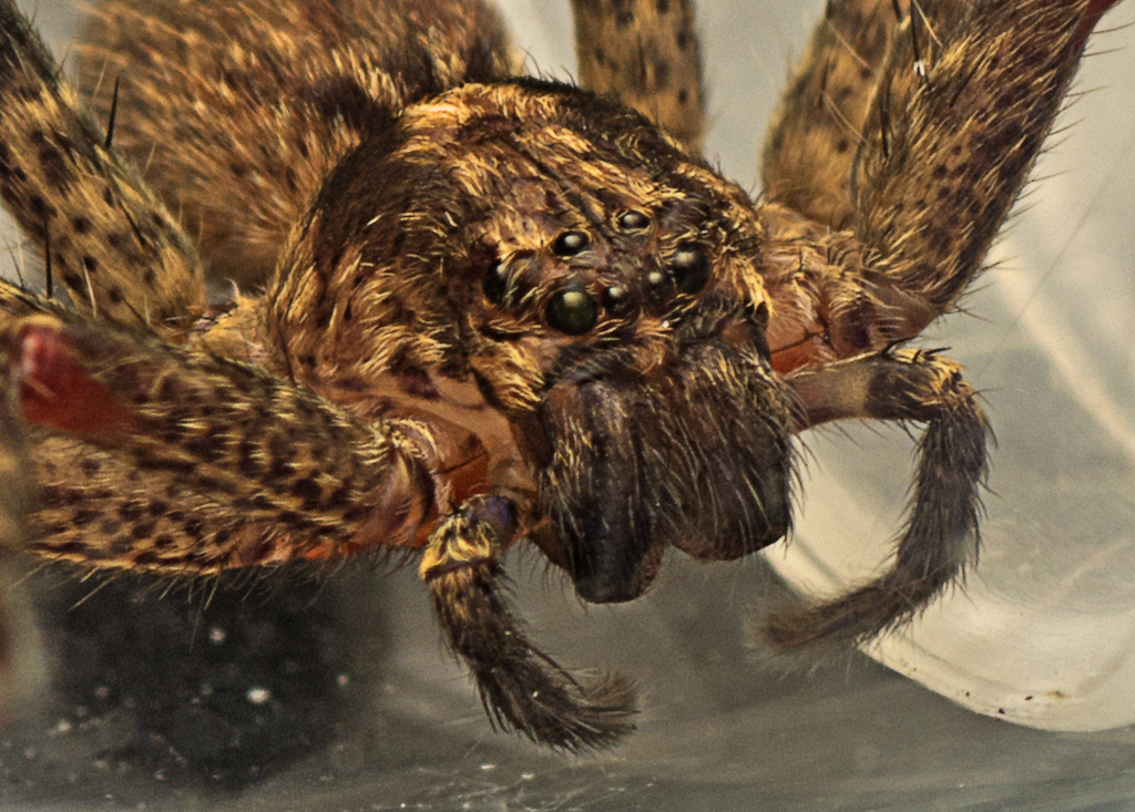 Entelegyne Spiders from Kuttabul QLD 4741, Australia on August 22, 2022 ...