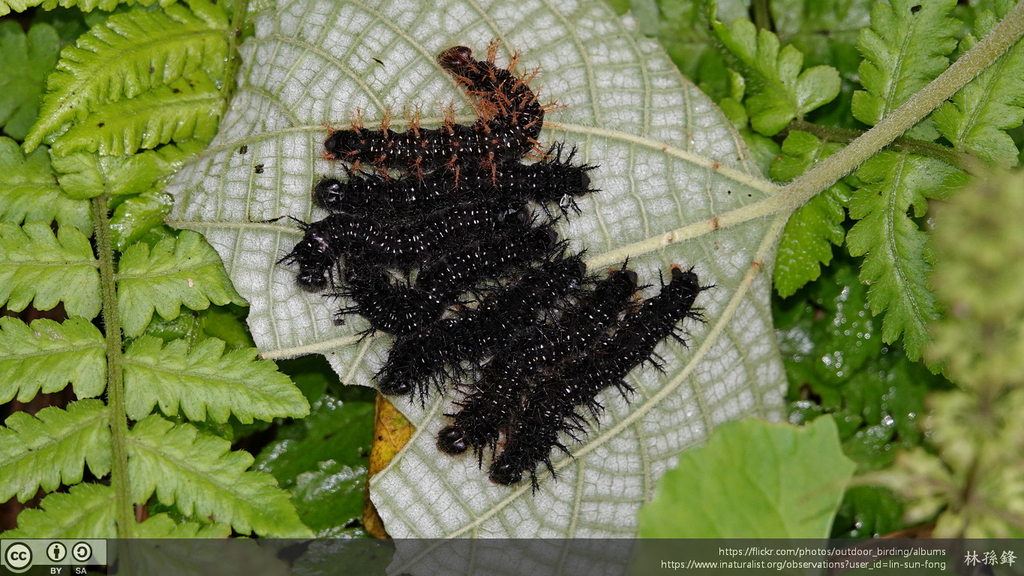 Common Jester from 台灣新北市貢寮德心宮附近 on April 23, 2021 at 08:56 AM by 林孫鋒 ...
