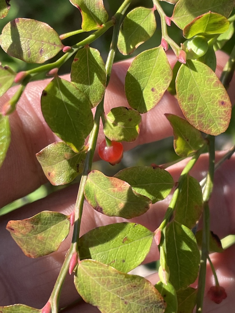 Red Huckleberry from Ross Lake National Recreation Area, Deming, WA, US ...