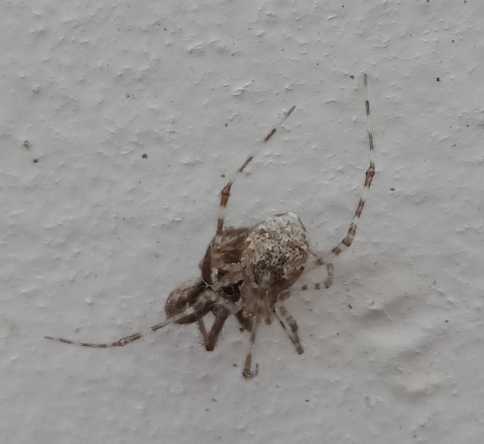 White porch spider from Victoria University of Wellington on August 22 ...