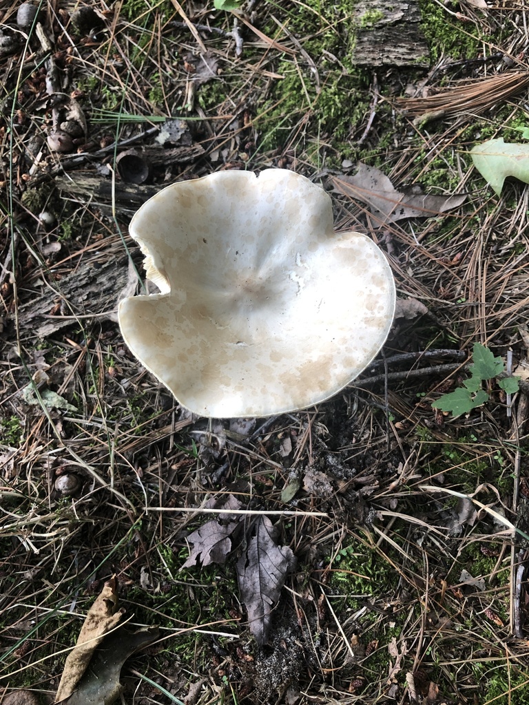 Common Gilled Mushrooms and Allies from Oceana County, US-MI, US on ...