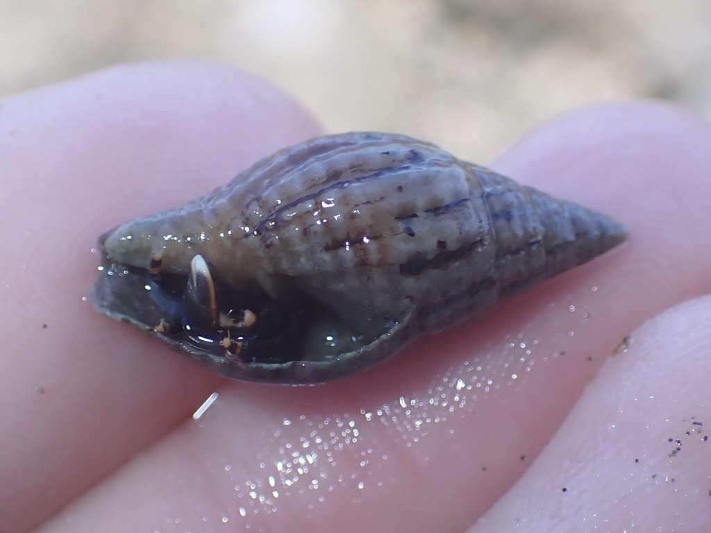Neotiara lens from Pacific Ocean, Veraguas, PA on August 17, 2022 at 01 ...