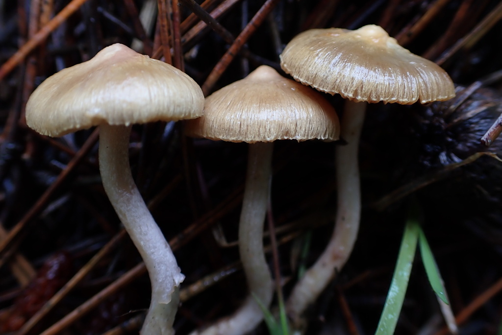 Inocybe pallidicremea in August 2022 by Sigrid Jakob · iNaturalist