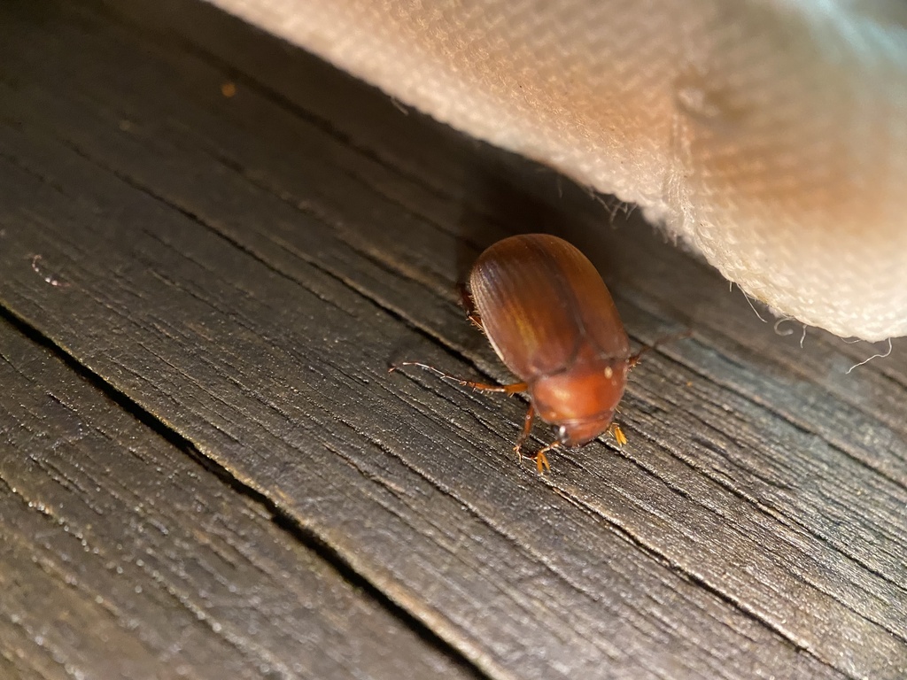 Asiatic Garden Beetle in August 2022 by caseygirard · iNaturalist