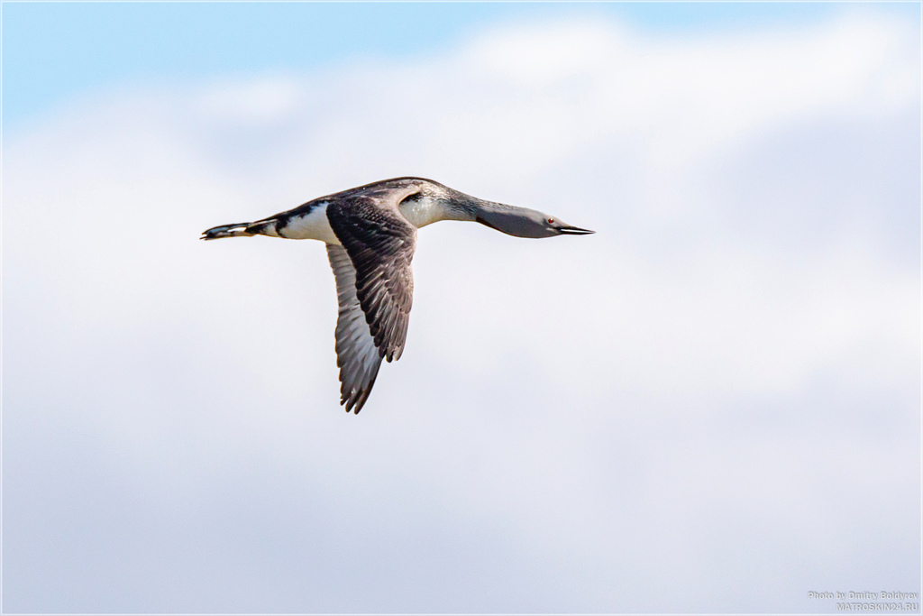 Loons (Gaviidae) - Avian Discovery
